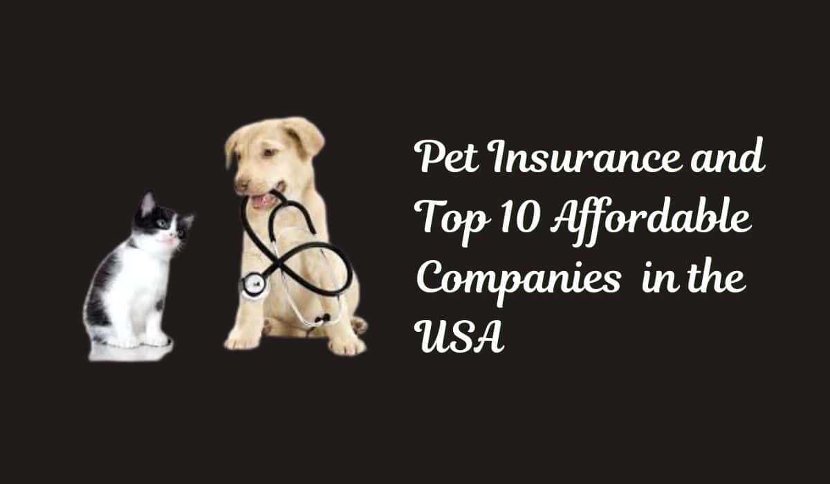 Pet Insurance and Top 10 Affordable Companies in the USA - Timelessgist